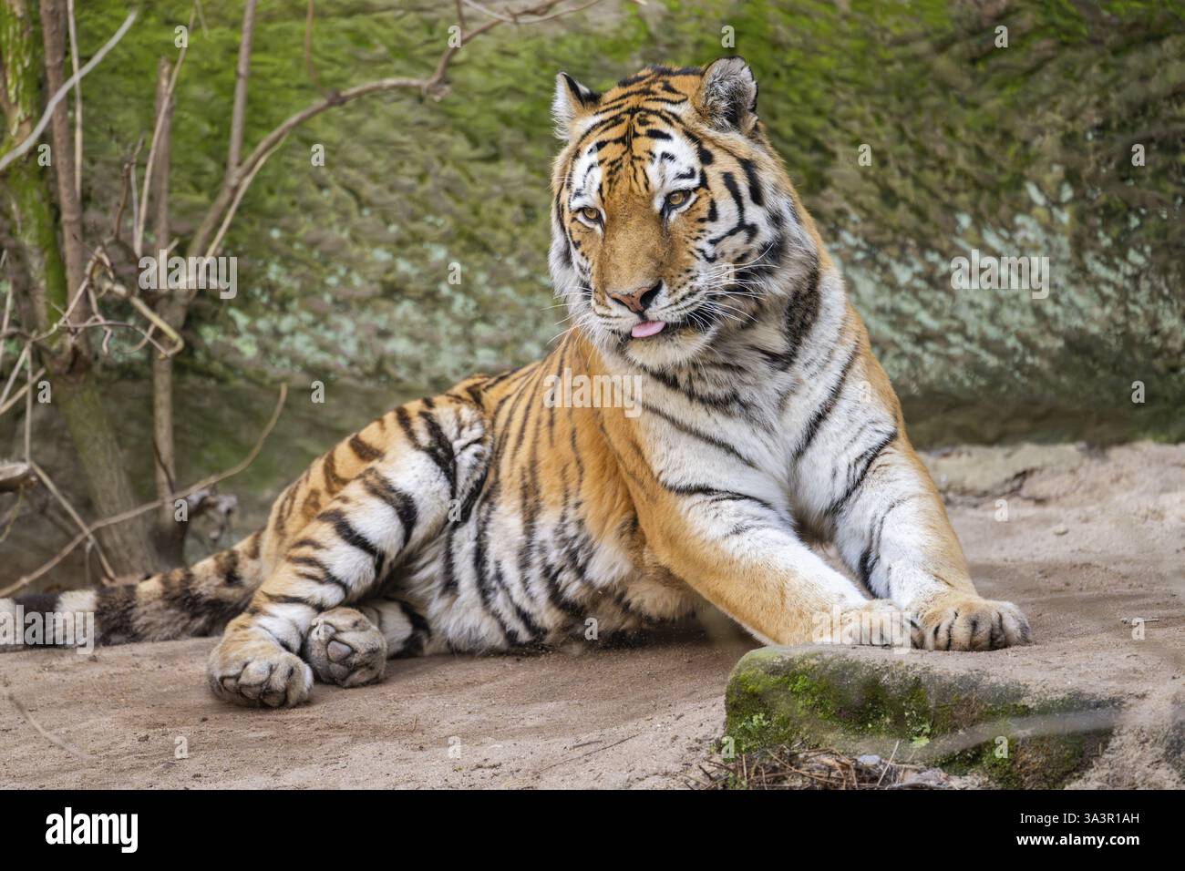 Siberian tiger (Panthera tigris tigris) lying in a forest, captive ...
