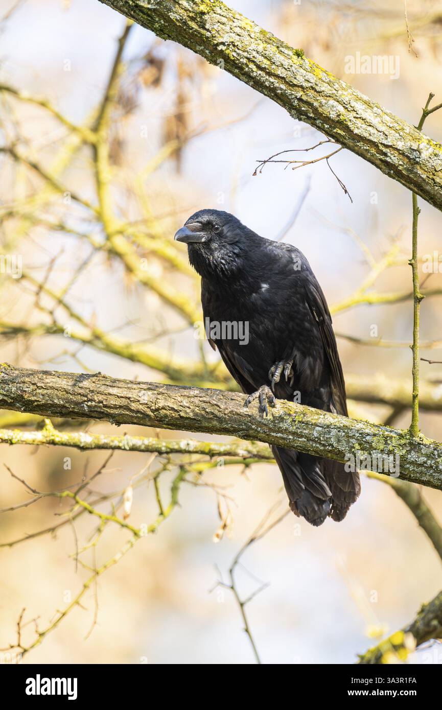 Carrion crow (Corvus corone) flying in a forest, Bavaria, Germany ...