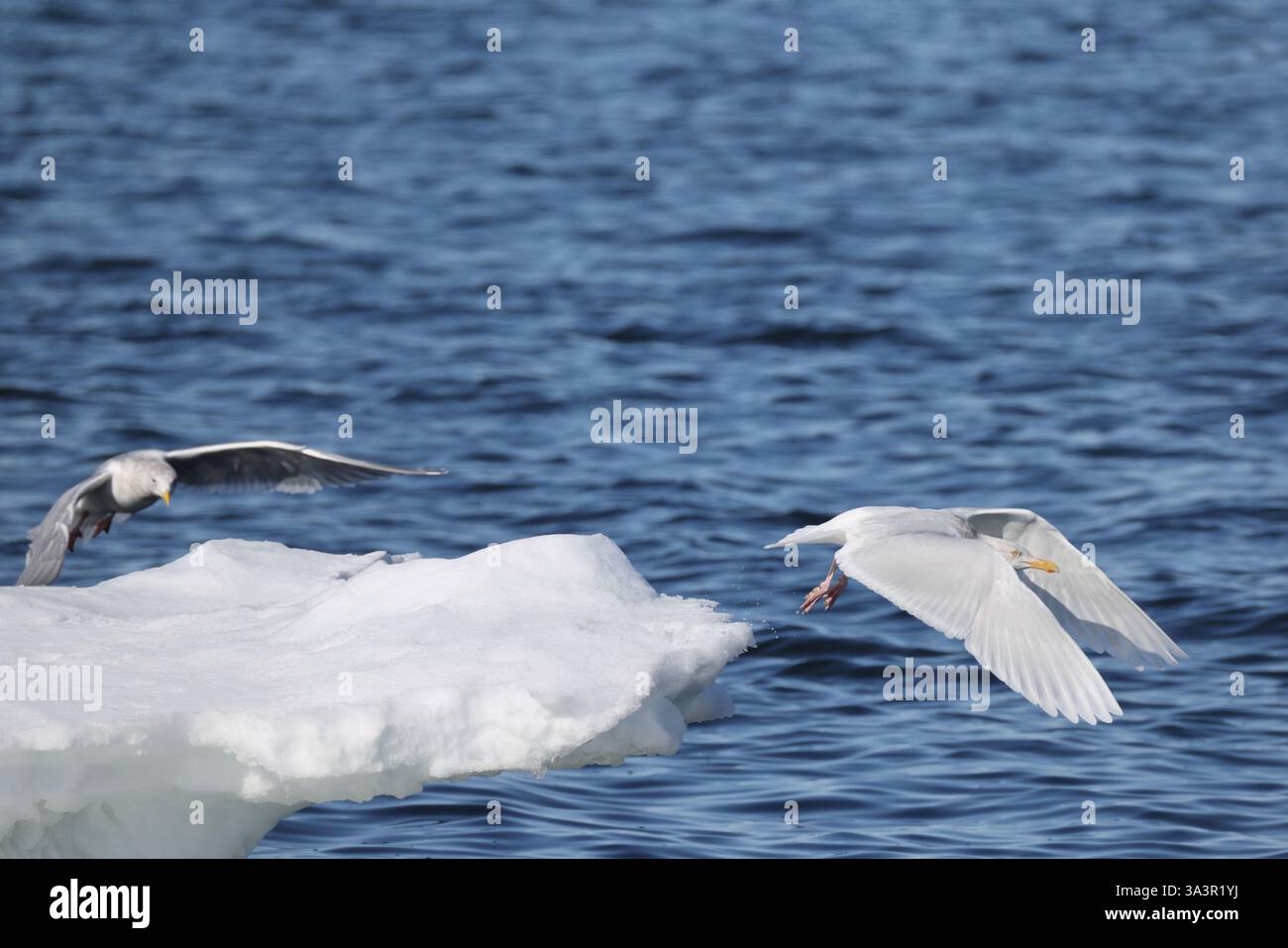 The glaucous gull (Larus hyperboreus hyperboreus) is a large gull, the ...