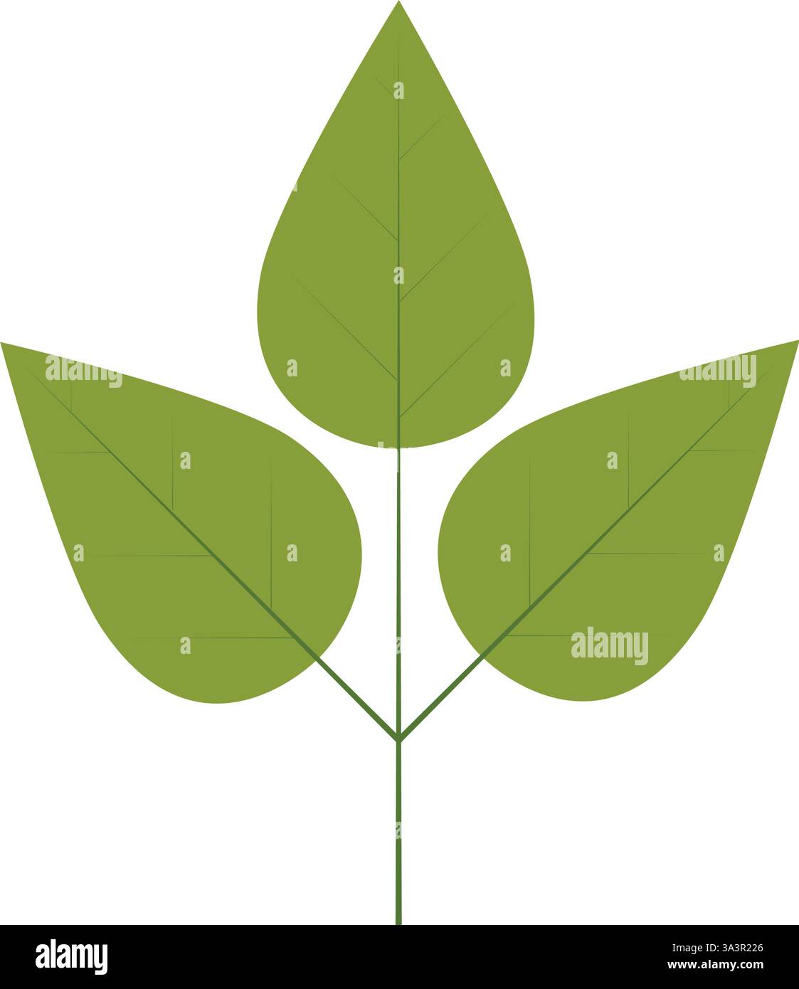 Green leaf edge Stock Vector Images - Alamy