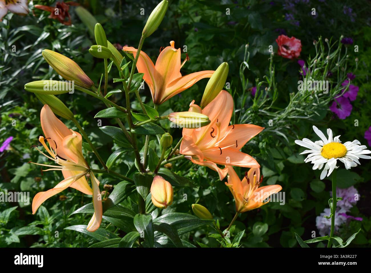 A close-up view of an orange lily flower in full bloom. The petals are ...
