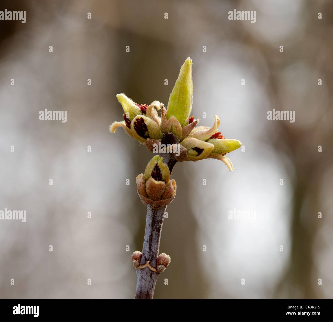 The image shows a close-up of a plant branch with buds. The buds are in ...