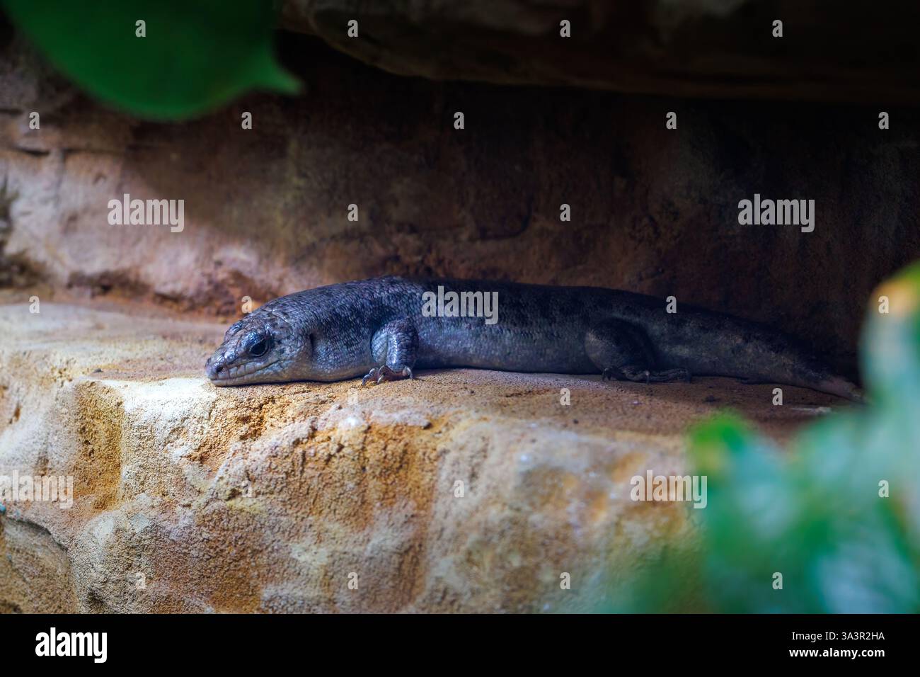 A telfair's skink, Leiolopisma telfairii, also known as the Round ...