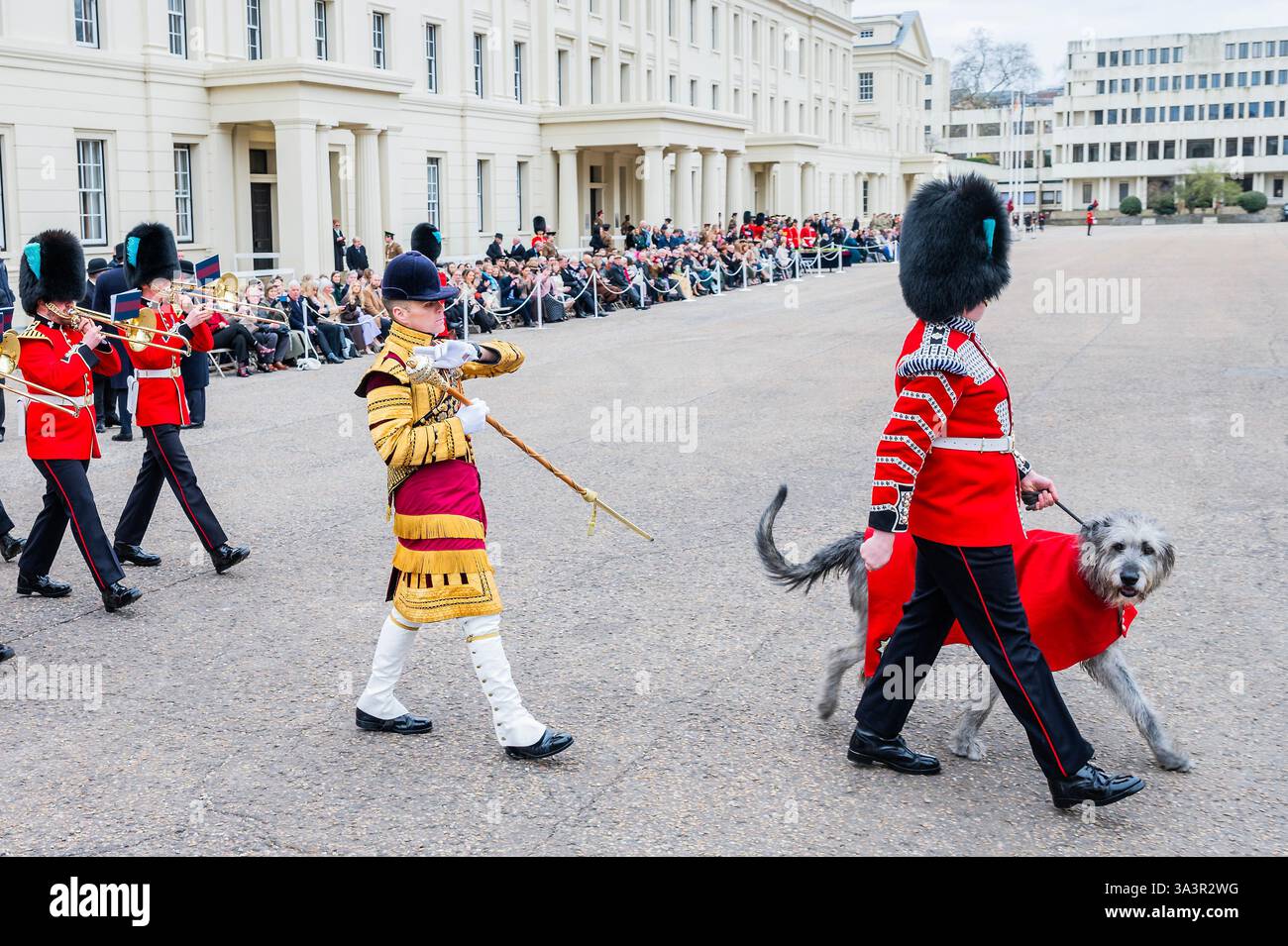London, UK. 17th Mar, 2025. The Irish Wolf Hound regimental mascot ...