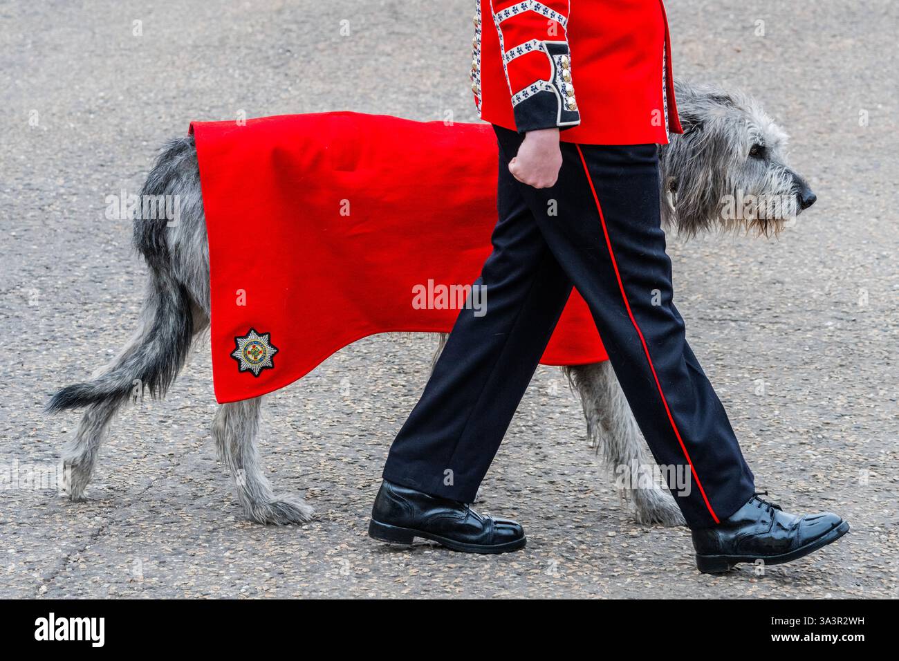 London, UK. 17th Mar, 2025. The Irish Wolf Hound regimental mascot ...