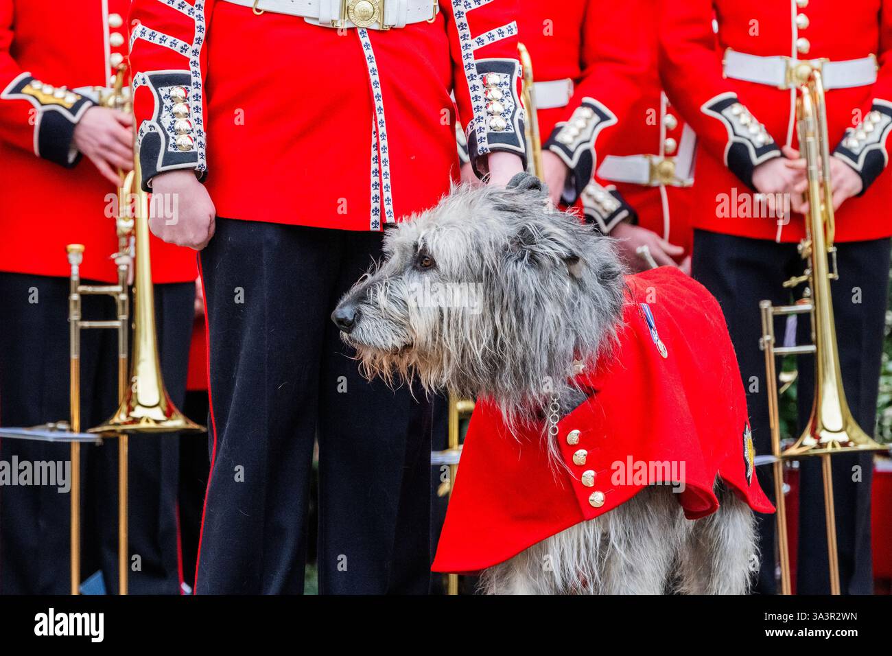 London, UK. 17 Mar 2025. The Irish Wolf Hound regimental mascot ...