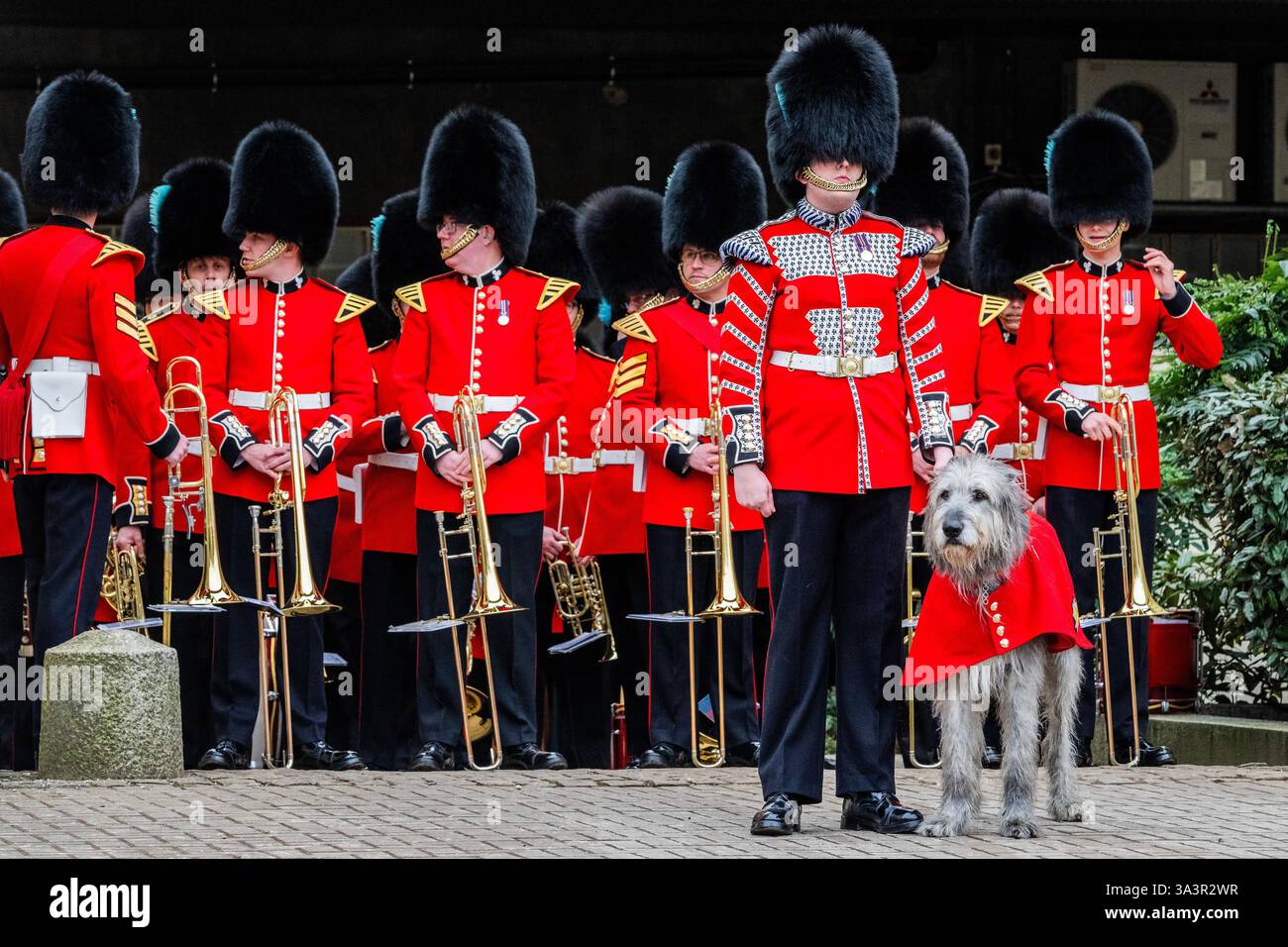 London, UK. 17th Mar, 2025. The Irish Wolf Hound regimental mascot ...