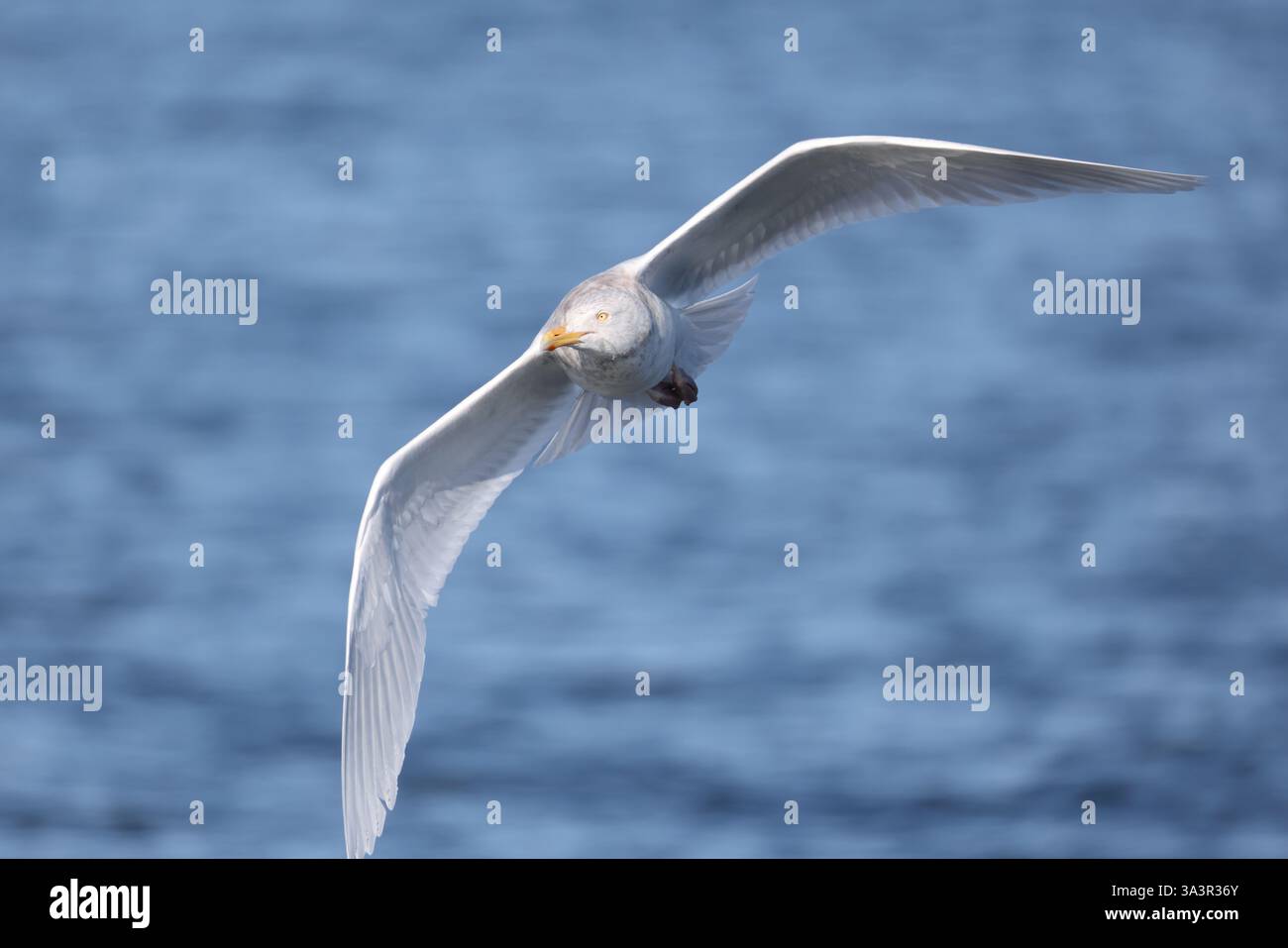 The glaucous gull (Larus hyperboreus hyperboreus) is a large gull, the ...
