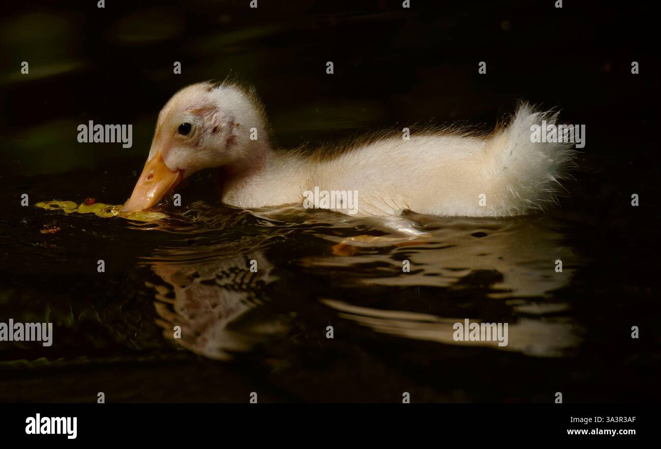 Bebe canard hi-res stock photography and images - Alamy