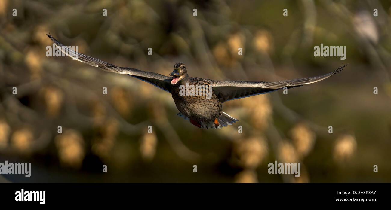 Canard colvert femelle en vol - Anas platyrhynchos - female Mallard in ...