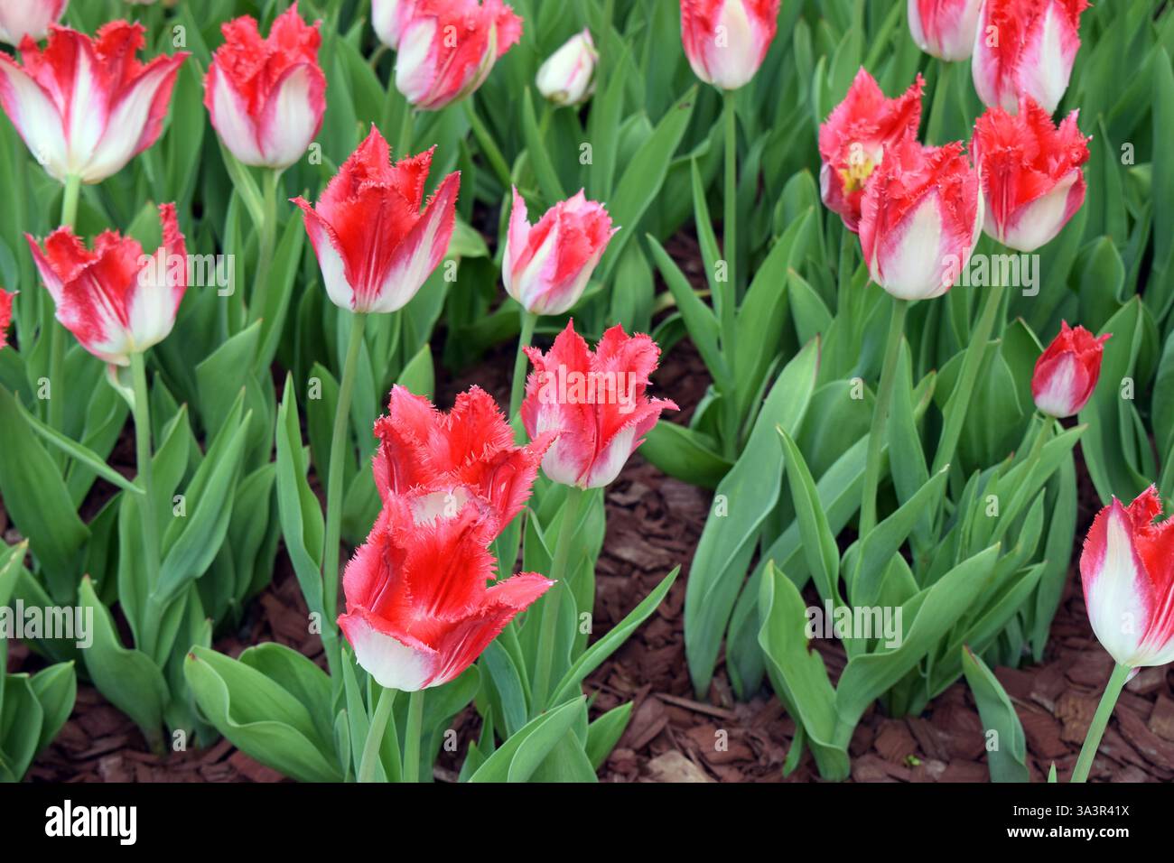 A field full of red tulips with jagged edges, mixed with some white ...