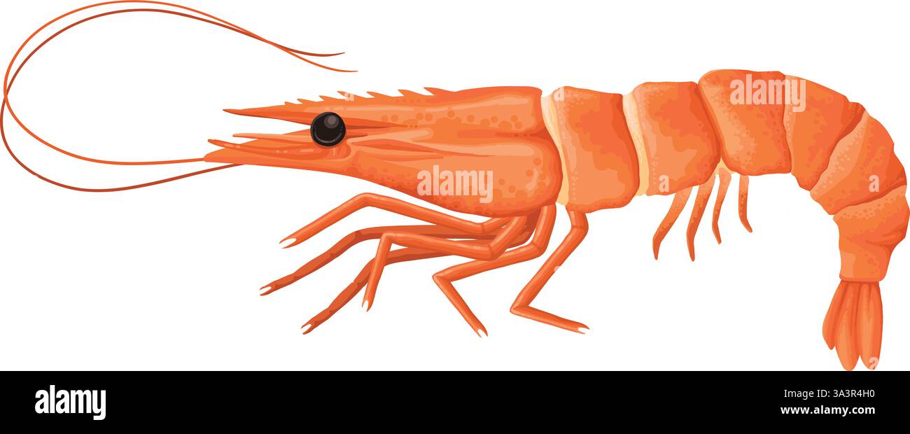 Cartoon shrimp. Raw or boiled seafood, tiger shrimps meat, king prawns ...