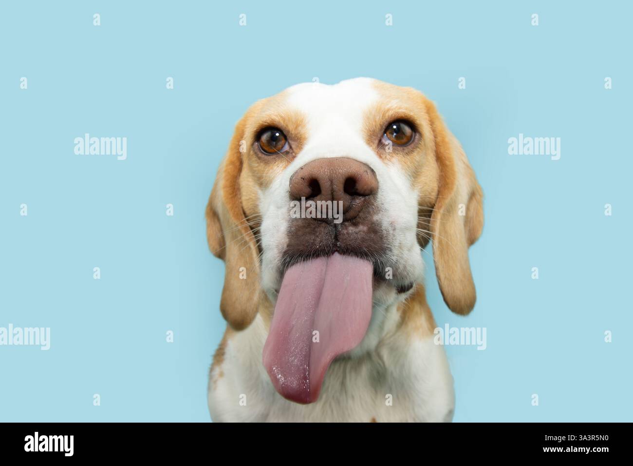 Funny portrait hungry beagle puppy dog licking its lips with tongue ...