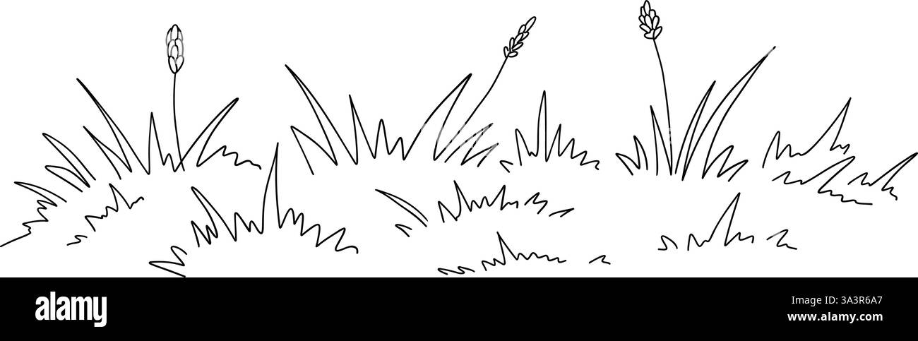 Sketch meadow grass. Line art spring field with natural wild grasses ...