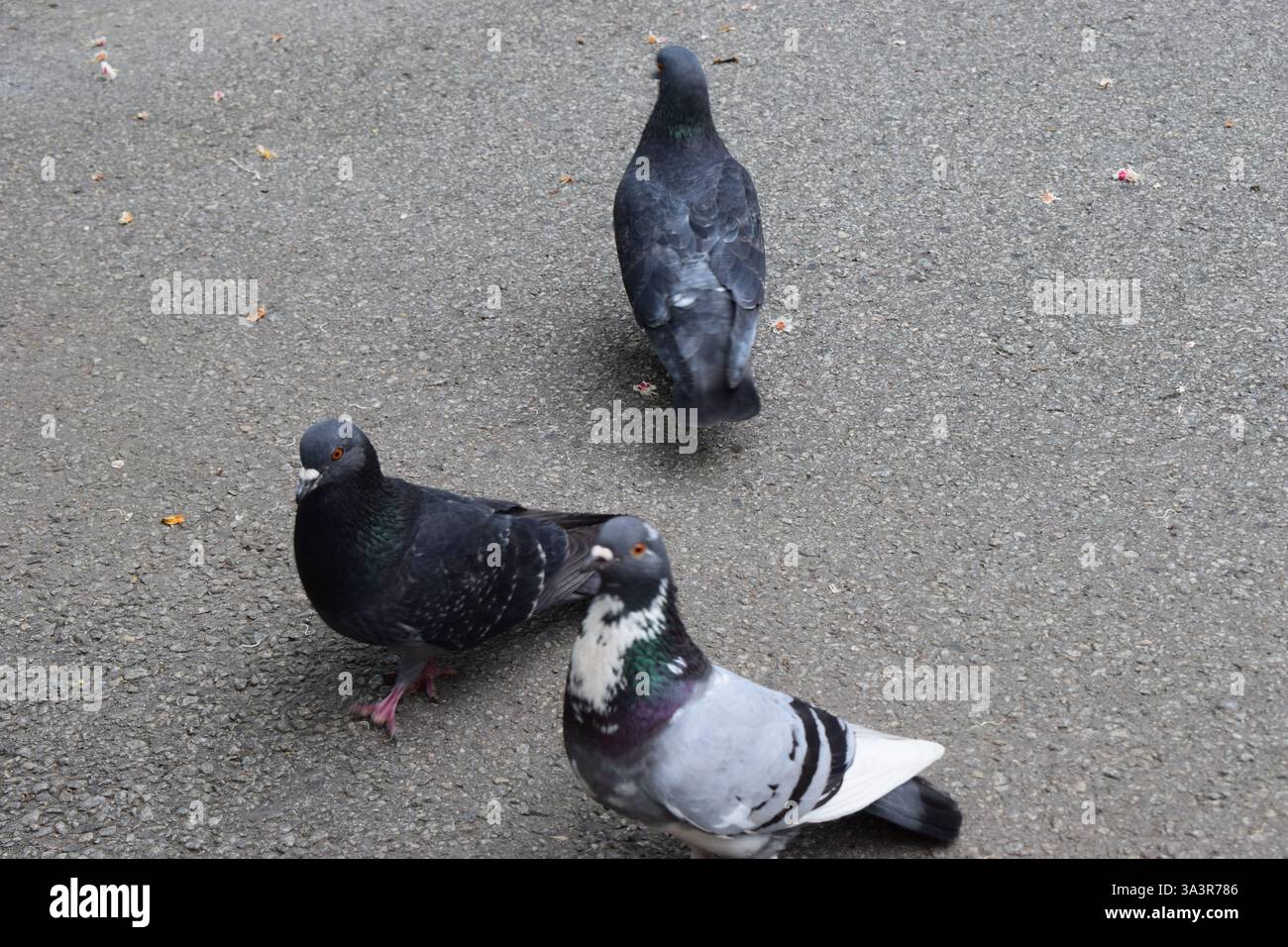 Three pigeons walking on asphalt ground. Two pigeons are mainly dark ...