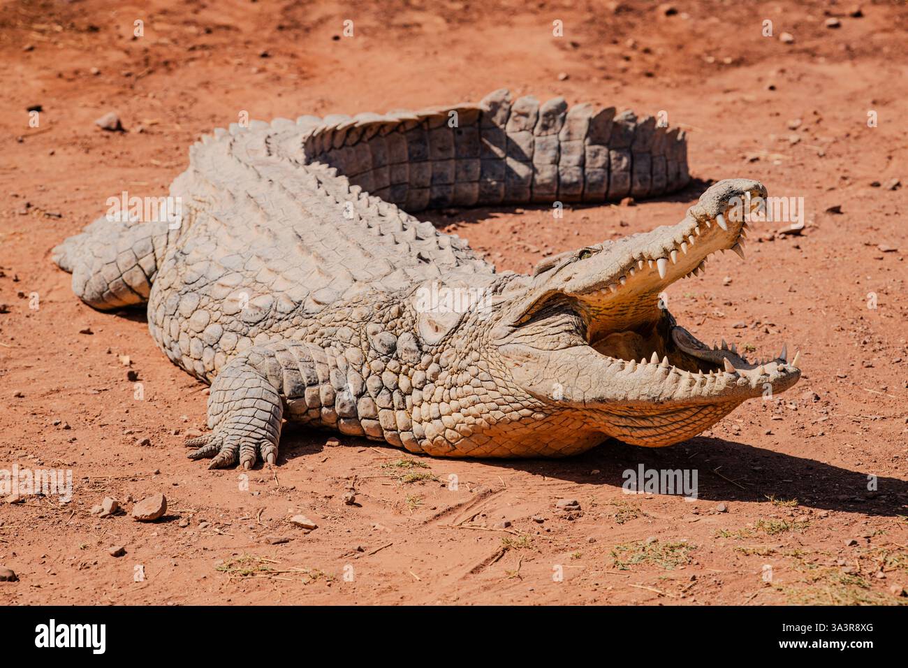 Crocodile in Croco Park in Agadir, Morocco. Wild animal. Dangerous ...