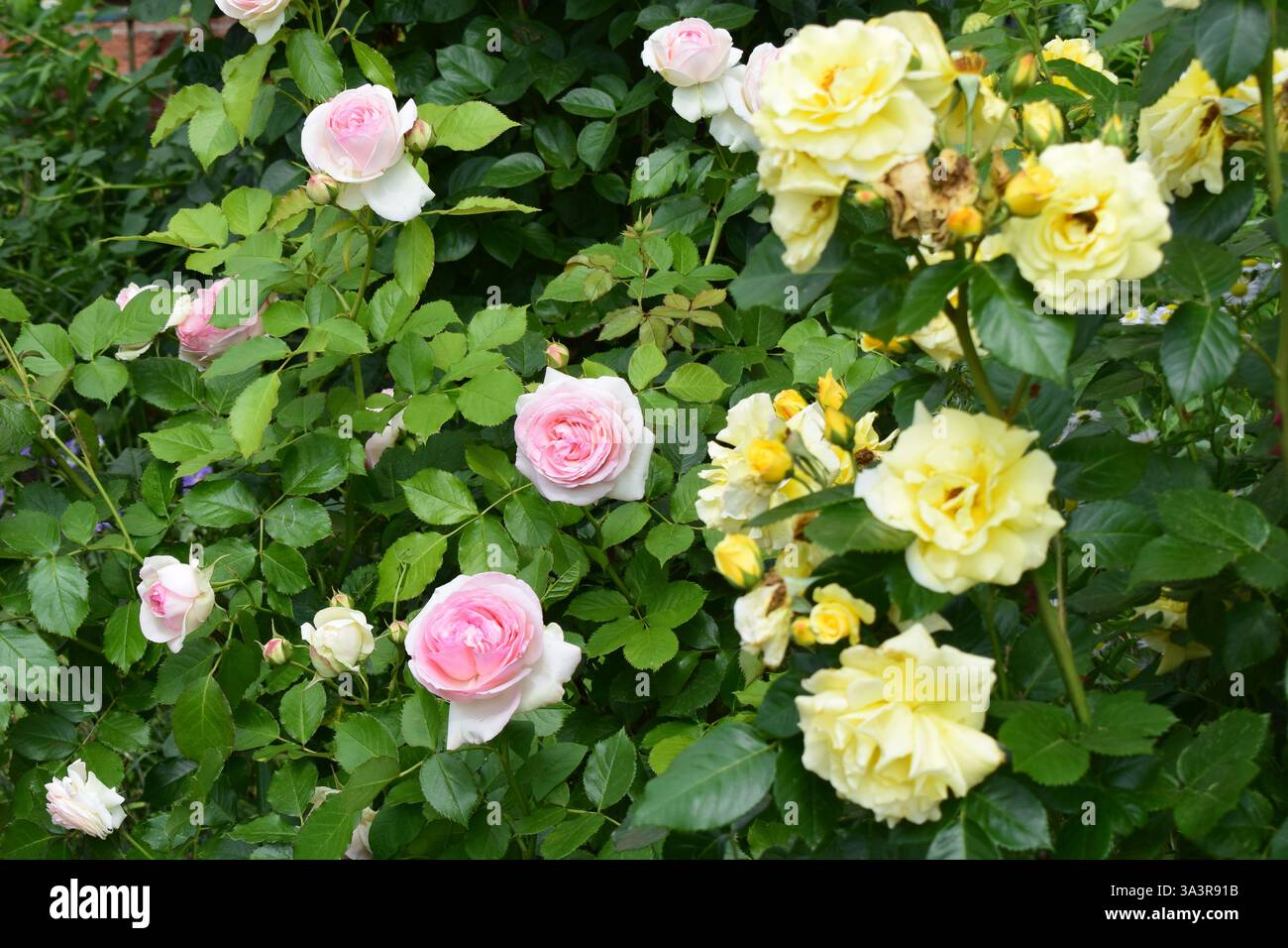 A lush garden scene featuring blooming roses. There are pink roses on ...
