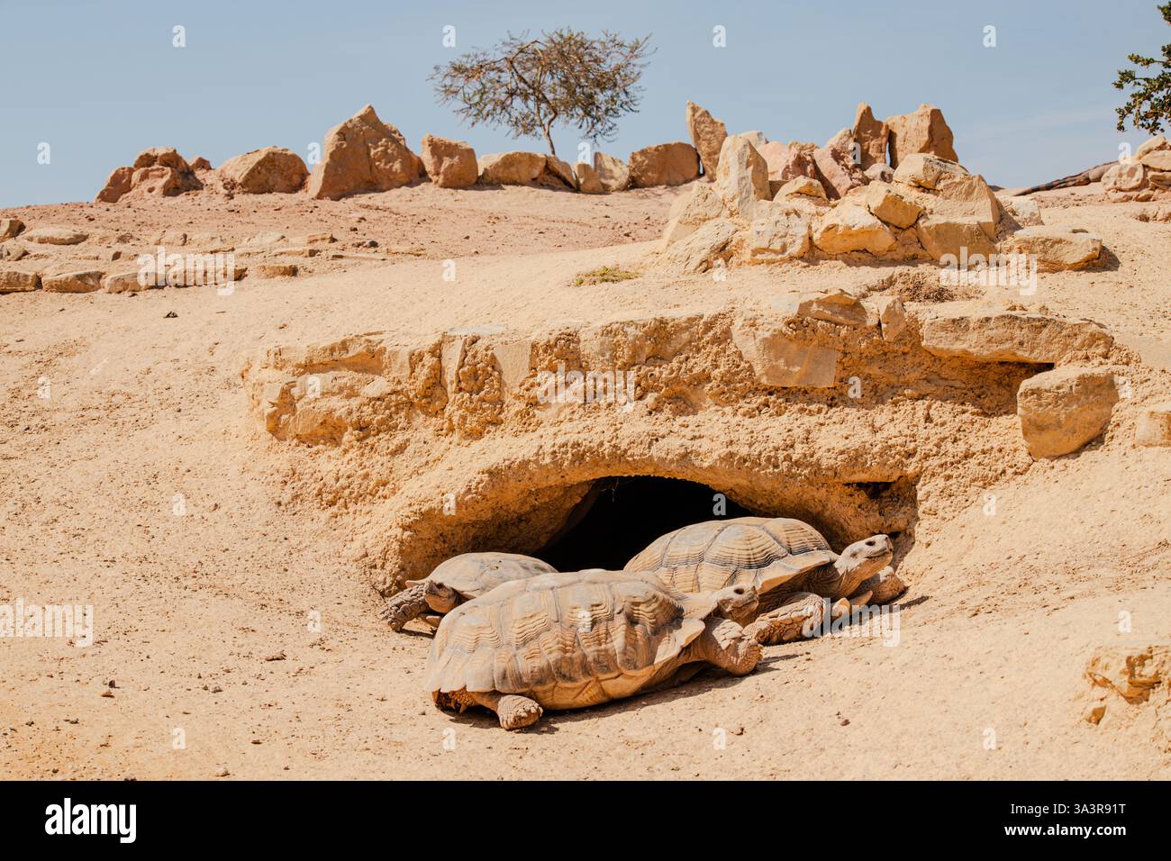 Crocodile in Croco Park in Agadir, Morocco. Wild animal. Dangerous ...