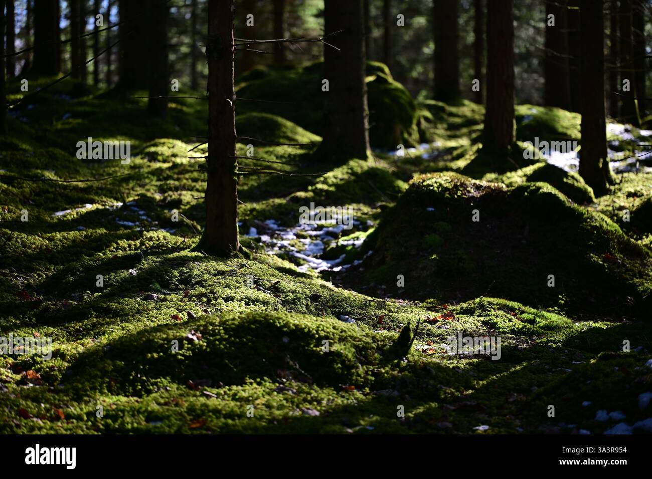 Ryd, Kronoberg, Sweden. March 17 2025. Swedish forest landscape Stock ...