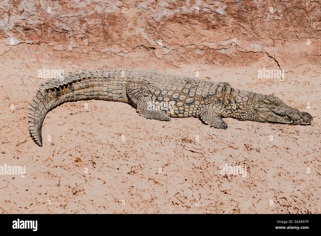 Crocodile in Croco Park in Agadir, Morocco. Wild animal. Dangerous ...