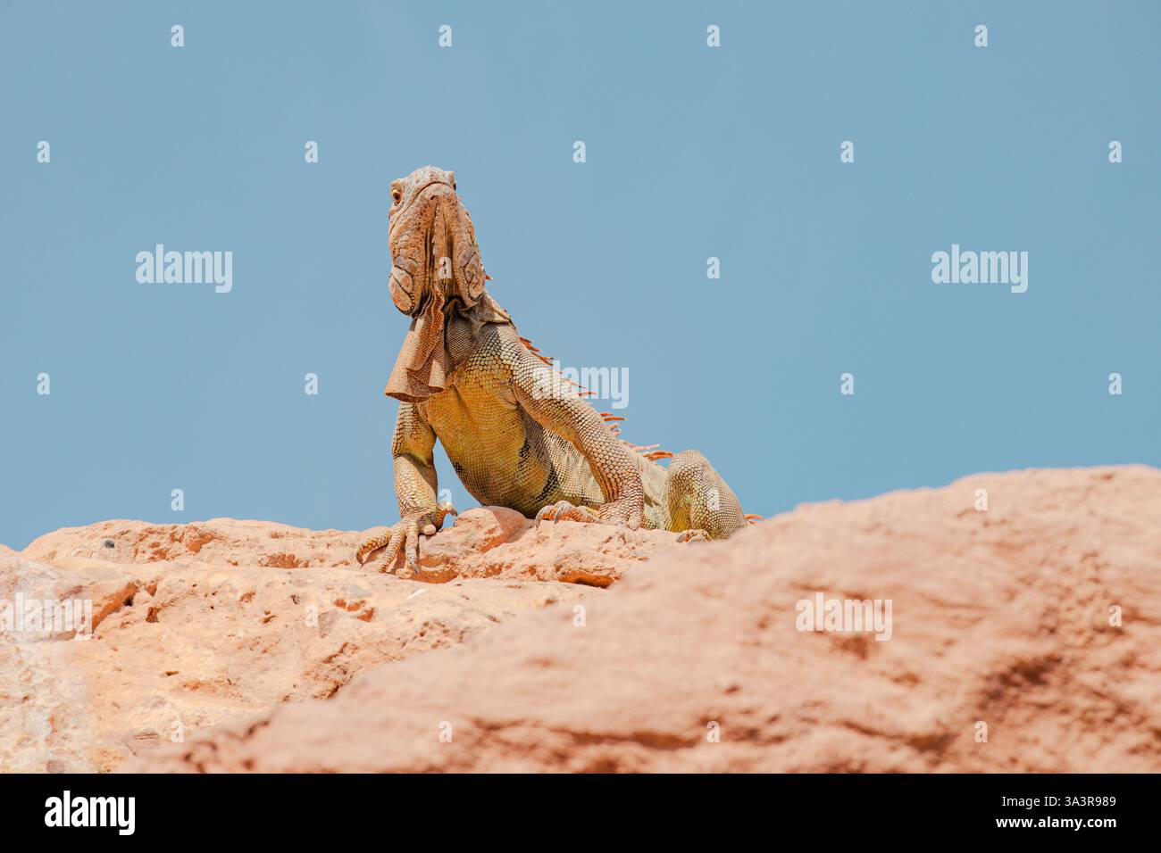 Green Iguana sitting on red rock. Wild animal. Wildlife. Lizard posing ...