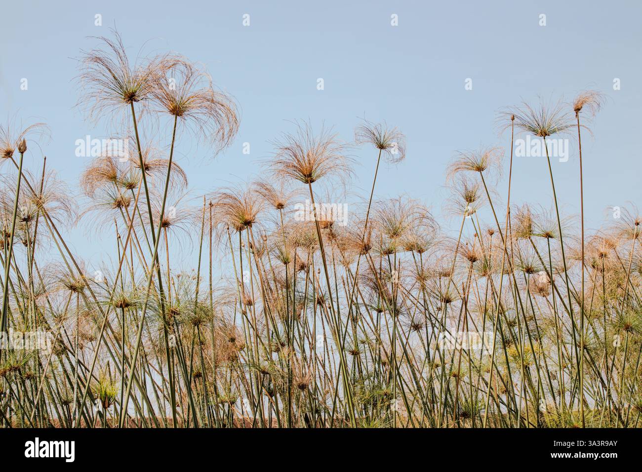 Cyperus papyrus. Papyrus, papyrus sedge, paper reed, Nile grass Stock ...