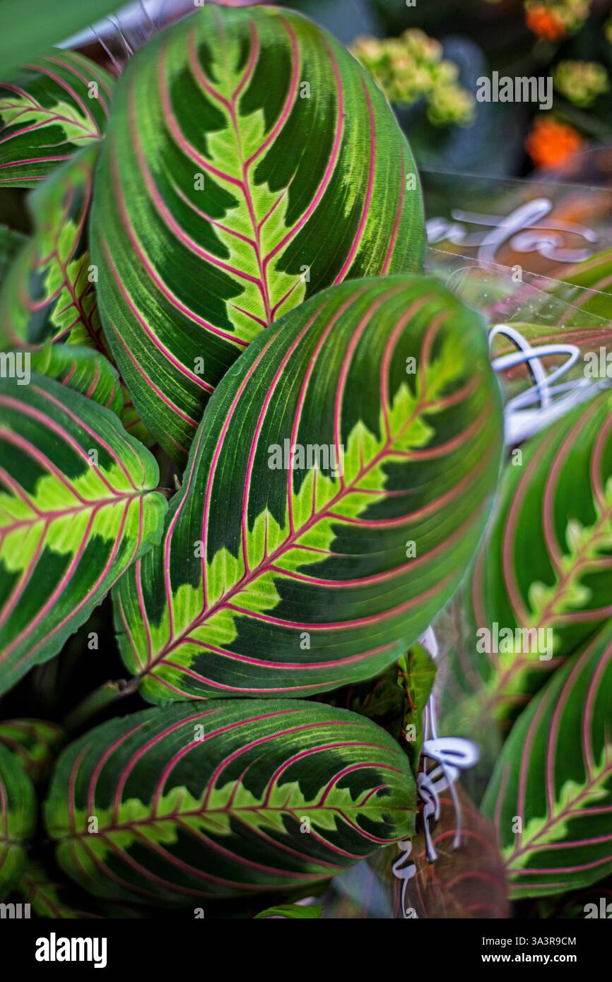 Maranta pruning hi-res stock photography and images - Alamy