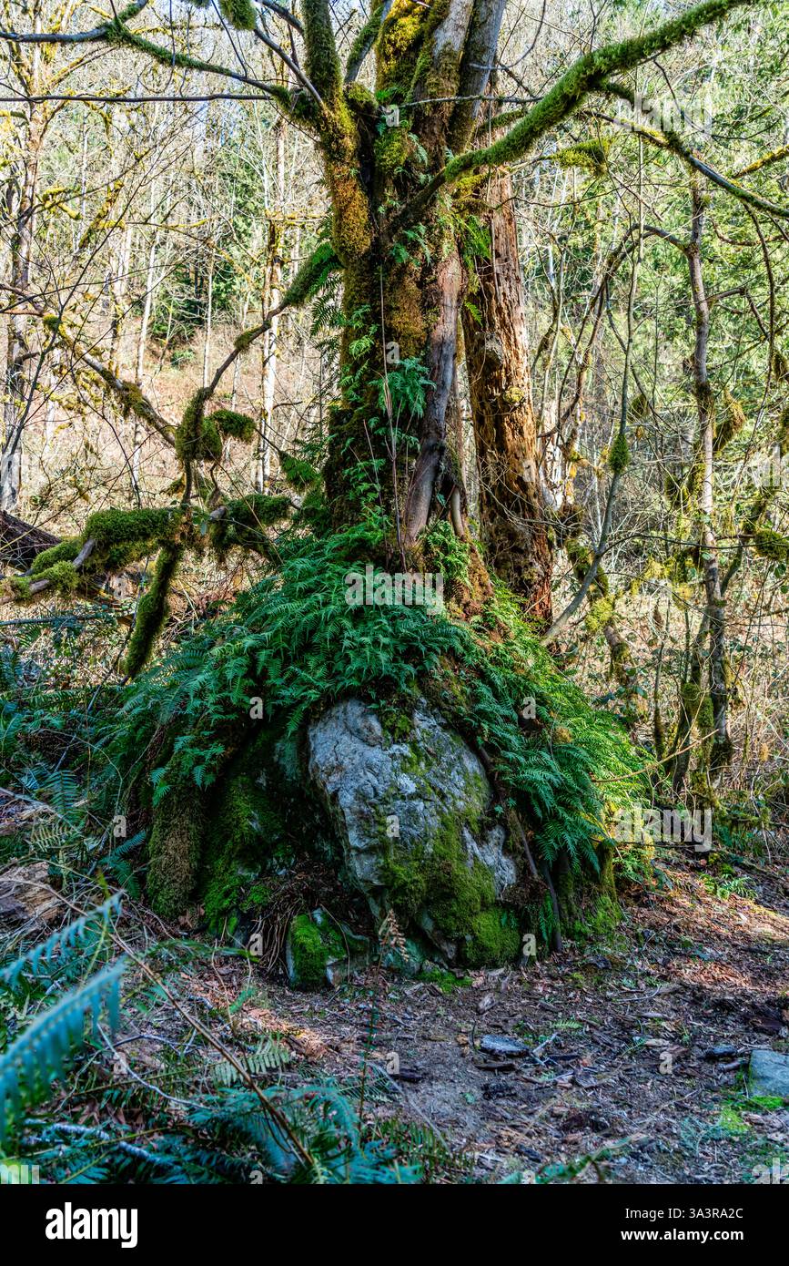 A view of a tree covered with moss and ferns in Washington State Stock ...
