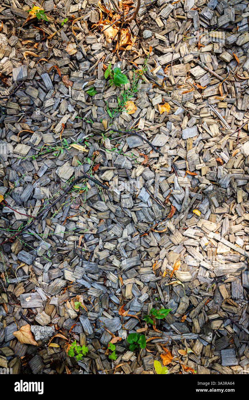 Wooden chip mulch ground's fragment. A textured background of wooden ...