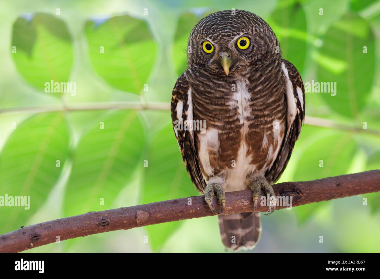 Asian Barred Owlet, Glaucidium cuculoides standing on a tree branch in the rainforest, Northern ...