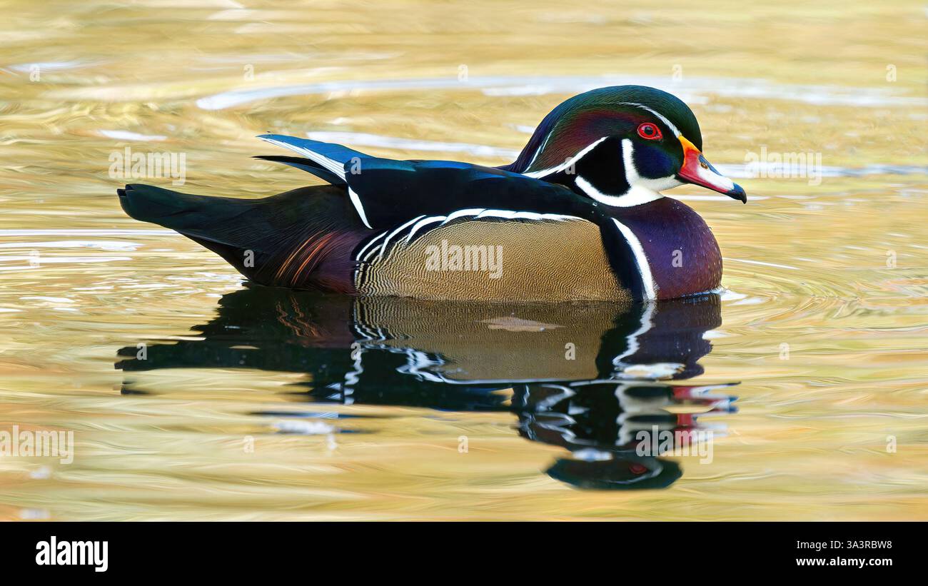 male Canard carolin ou Canard branchu - Aix sponsa - male Wood Duck ...