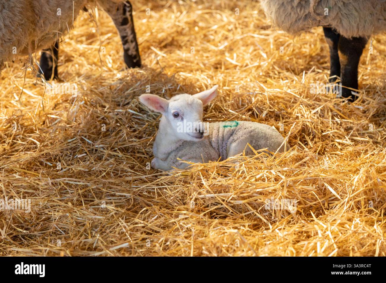 A young lamb in straw, Anglesey, North Wales, UK Stock Photo - Alamy