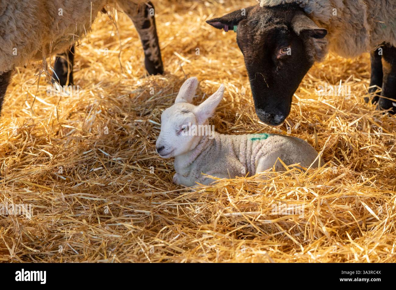 A young lamb in straw, Anglesey, North Wales, UK Stock Photo - Alamy