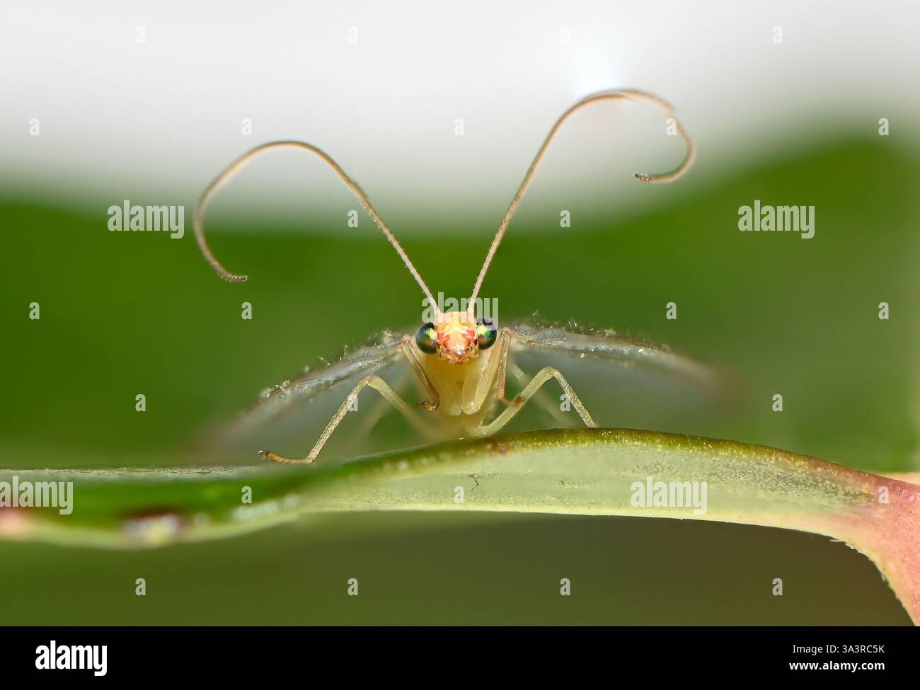 A Common green lacewing, Arnside, Milnthorpe, Cumbria, UK The common ...