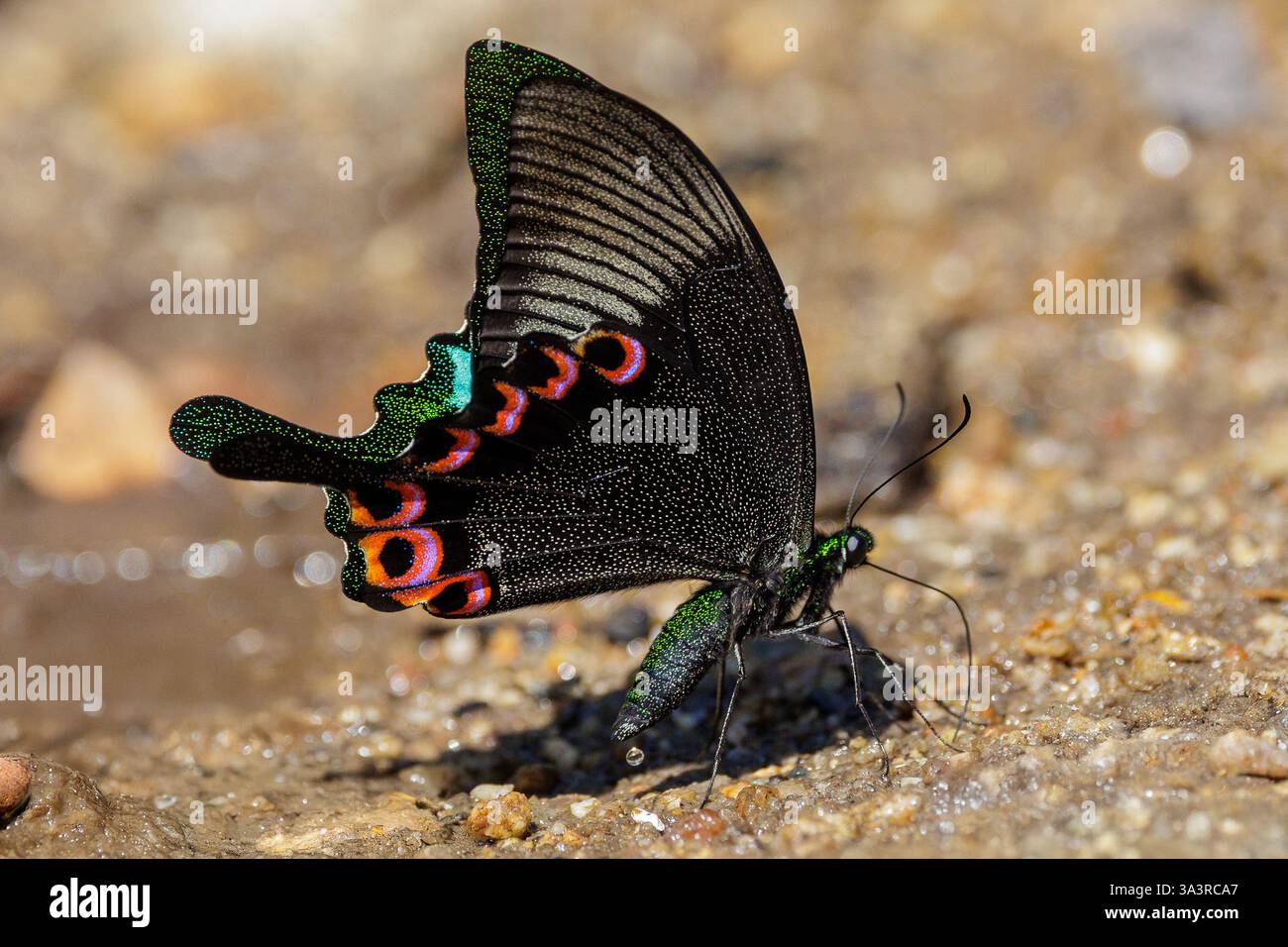 Paris peacock butterfly hi-res stock photography and images - Alamy