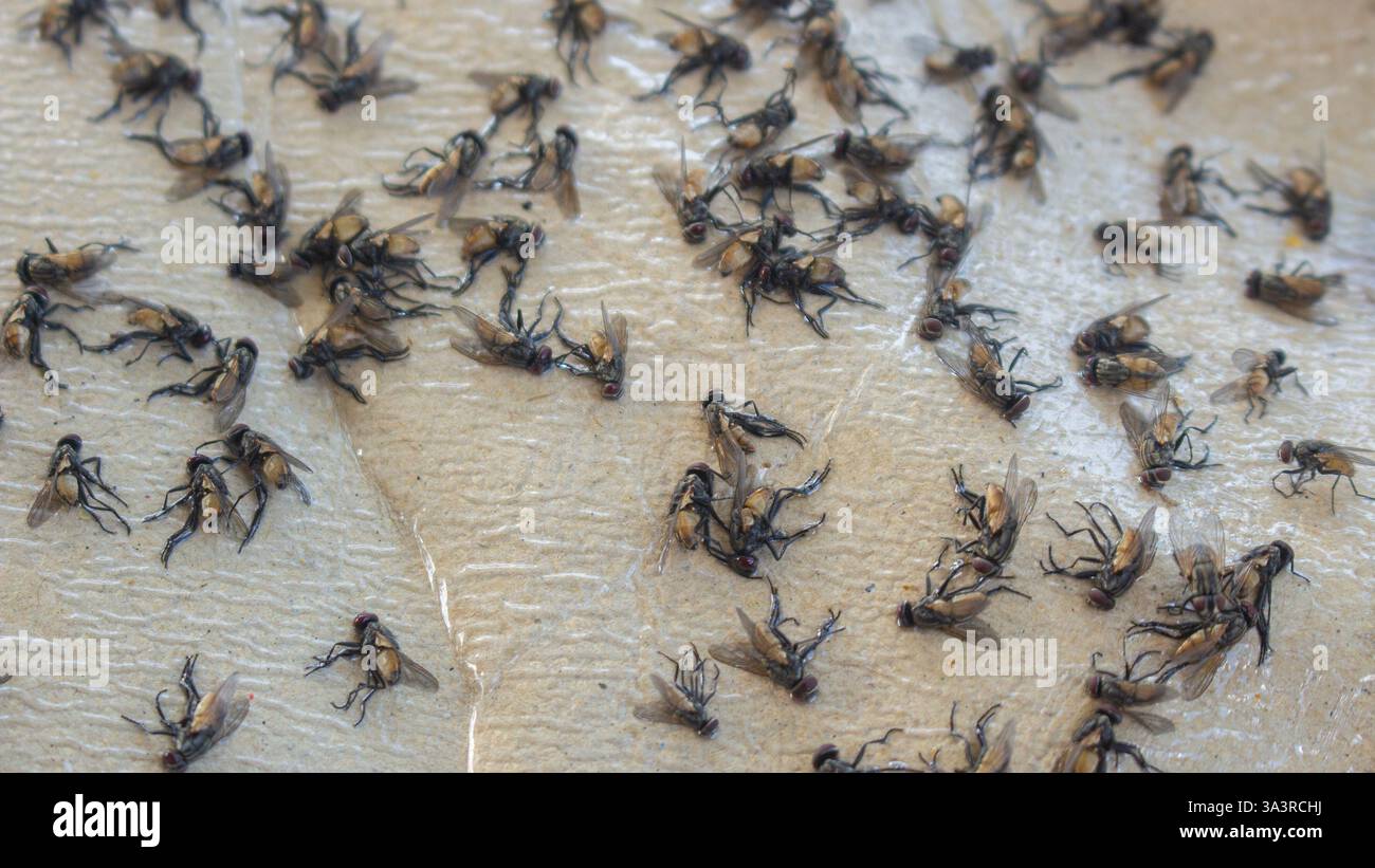 Sheet flies hi-res stock photography and images - Alamy