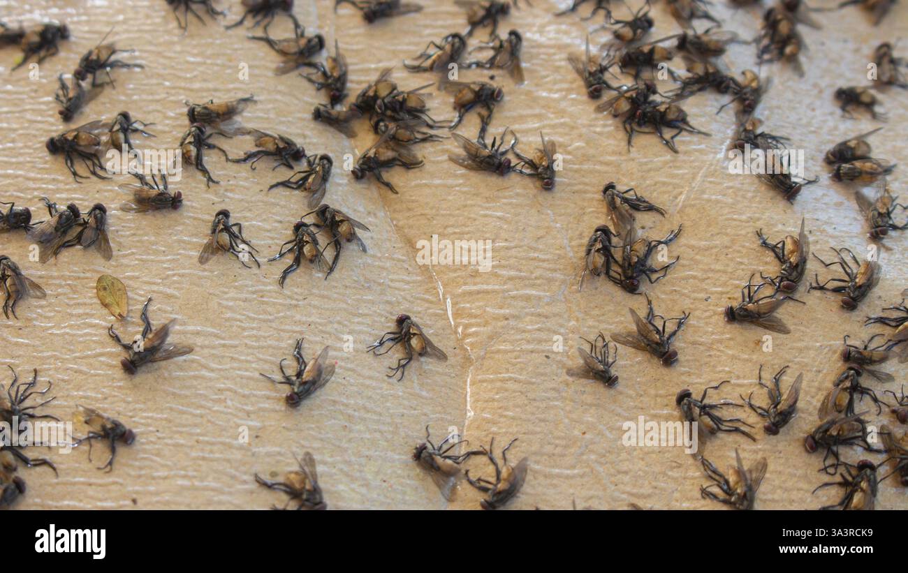 Sticky traps insect control hi-res stock photography and images - Alamy