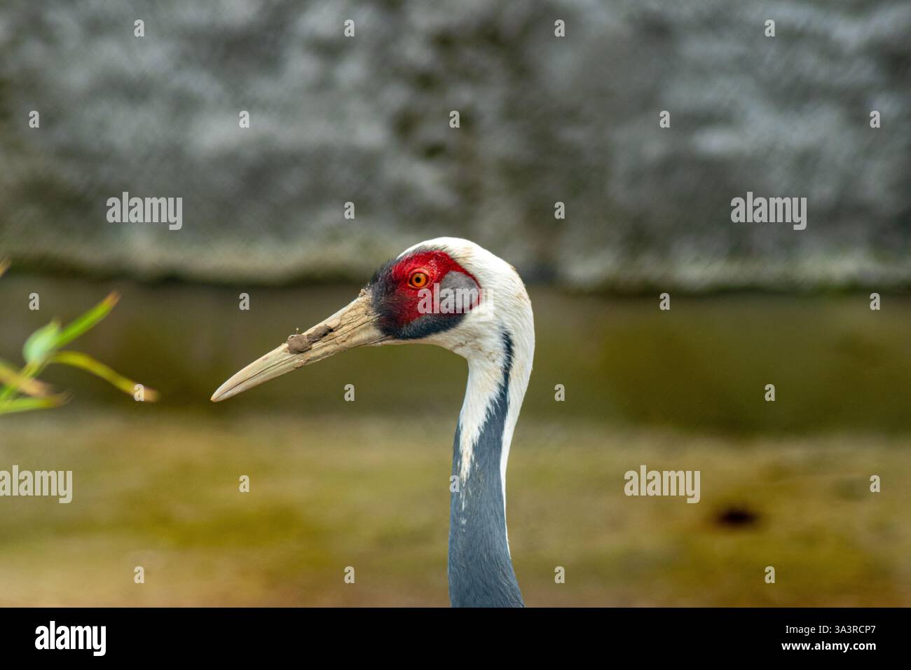 Side profile of a white-naped crane with a sharp beak and striking red ...