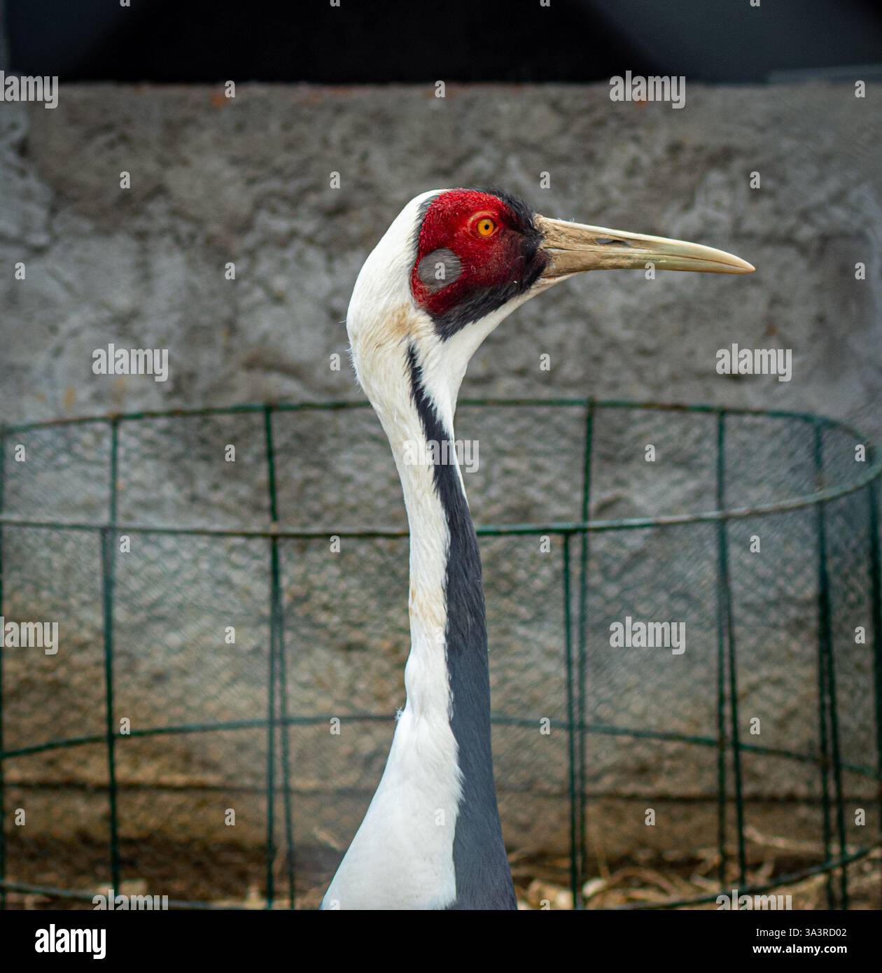 A white-naped crane standing tall in a zoo enclosure, showcasing its ...