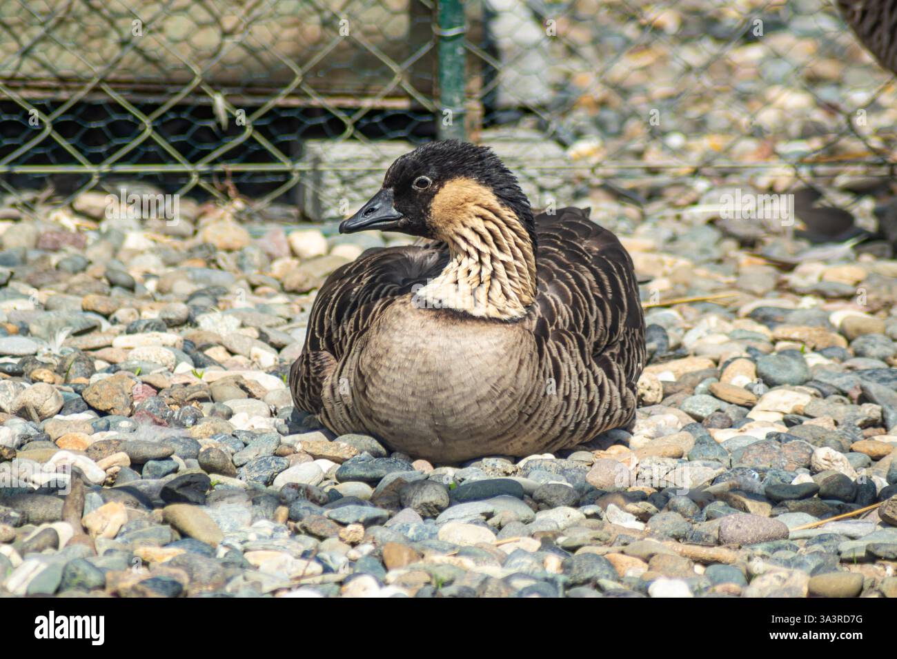 A nene goose, Hawaii’s rare state bird, resting on a pebble-covered ...