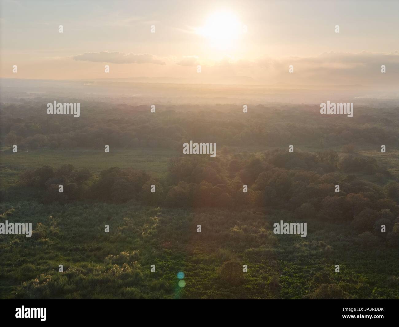 Gentle sunlight filters through mist, illuminating lush greenery of ...