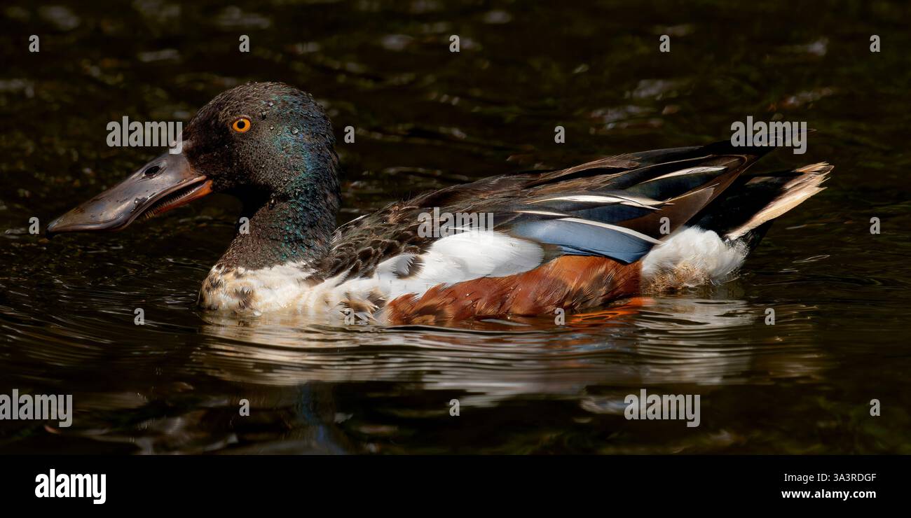 Canard souchet male - Spatula clypeata - male Northern Shoveler duck ...