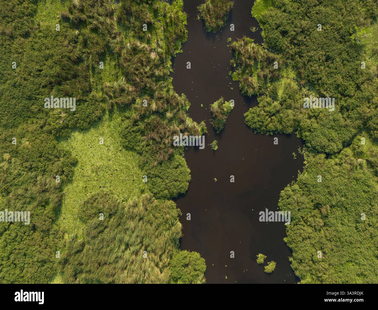 Aerial view of vibrant wetlands featuring deep waterways and dense ...