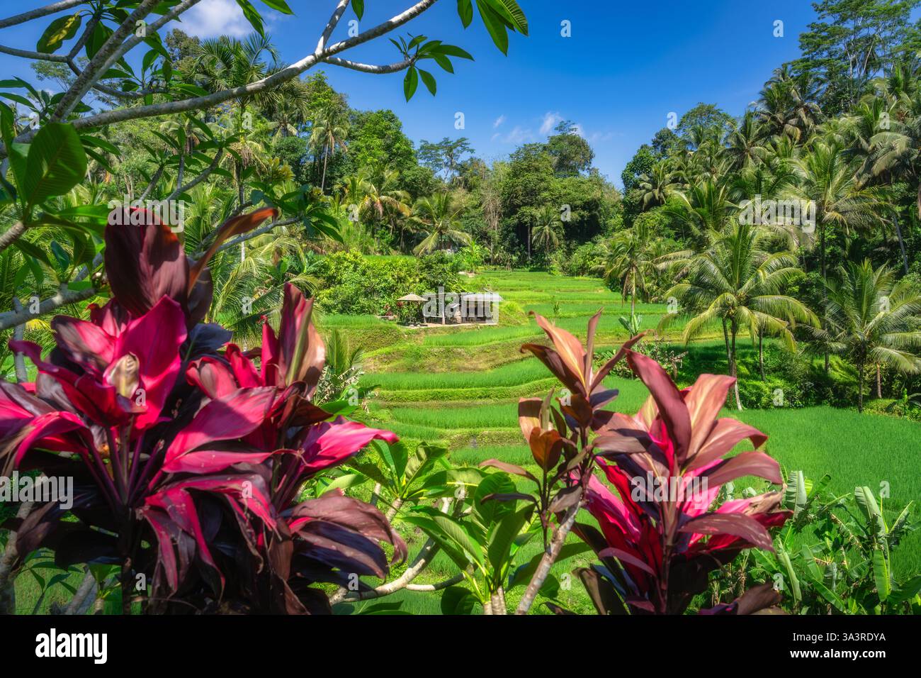 A stunning view features vibrant foliage and lush rice terraces under a ...