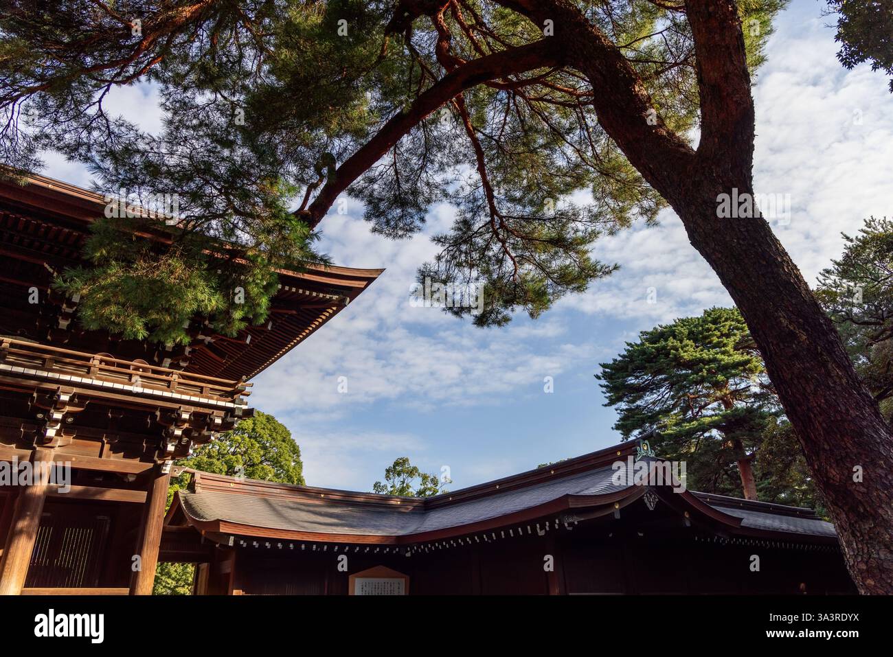Traditional wooden rooftops of Meiji Shrine in Tokyo seen from an ...