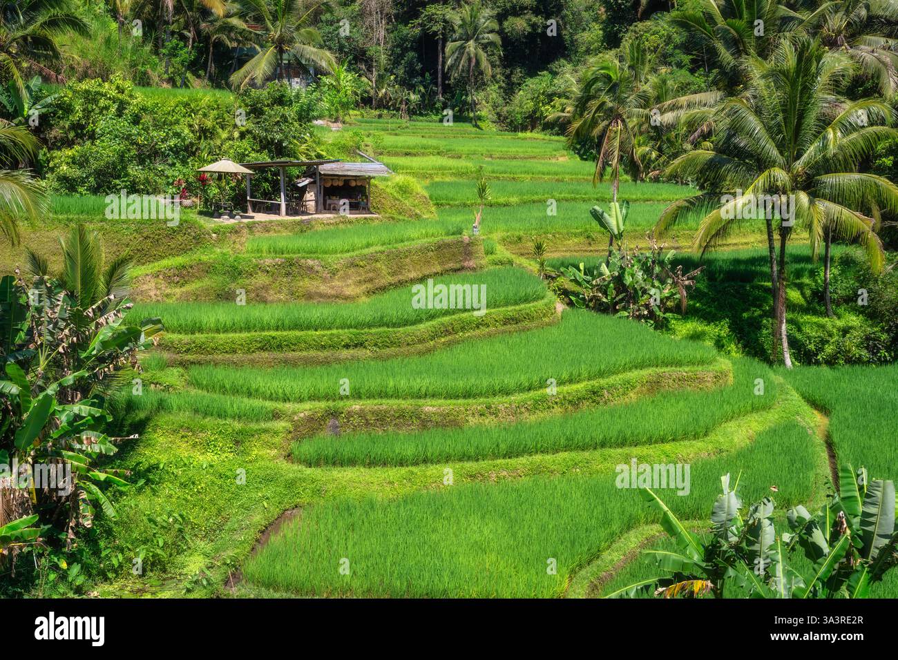Stunning rice terraces, surrounded by vibrant greenery, beautifully ...