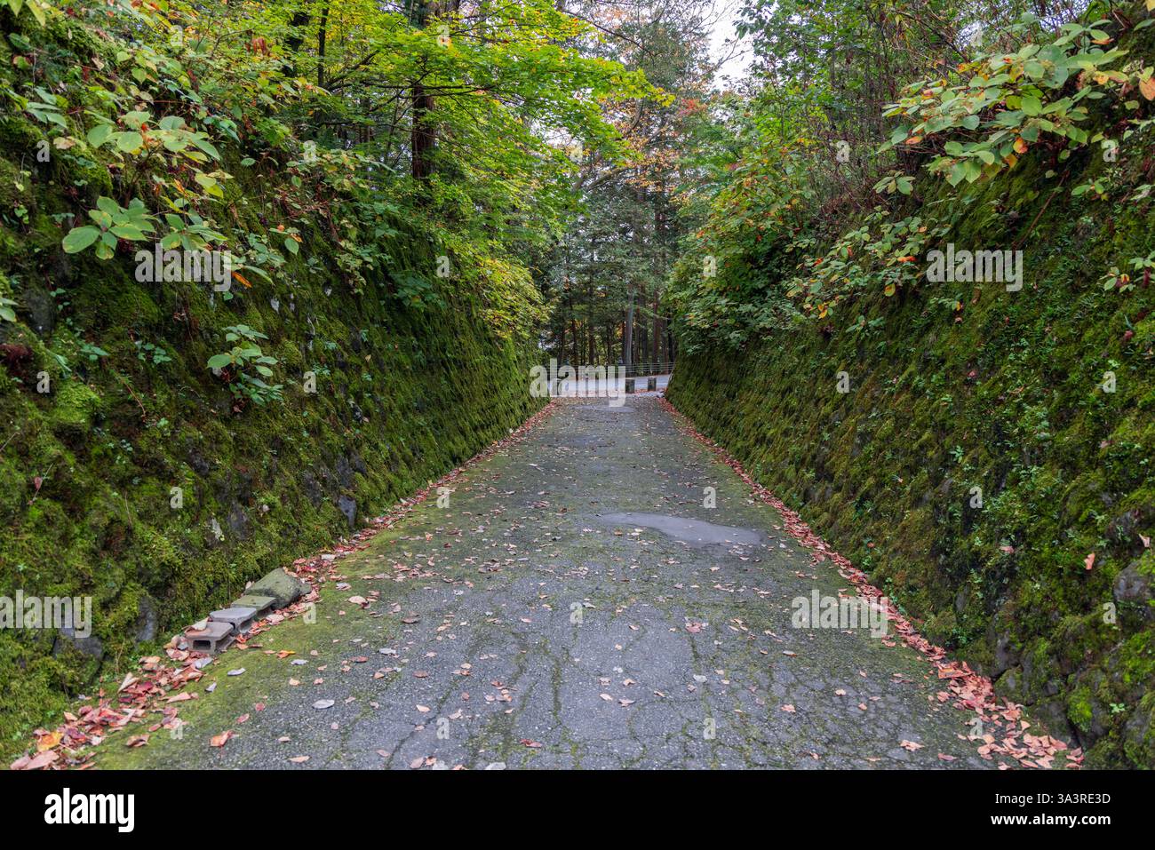 Quiet pathway in Sannai Nikko Japan with sloping mossy stone walls and ...