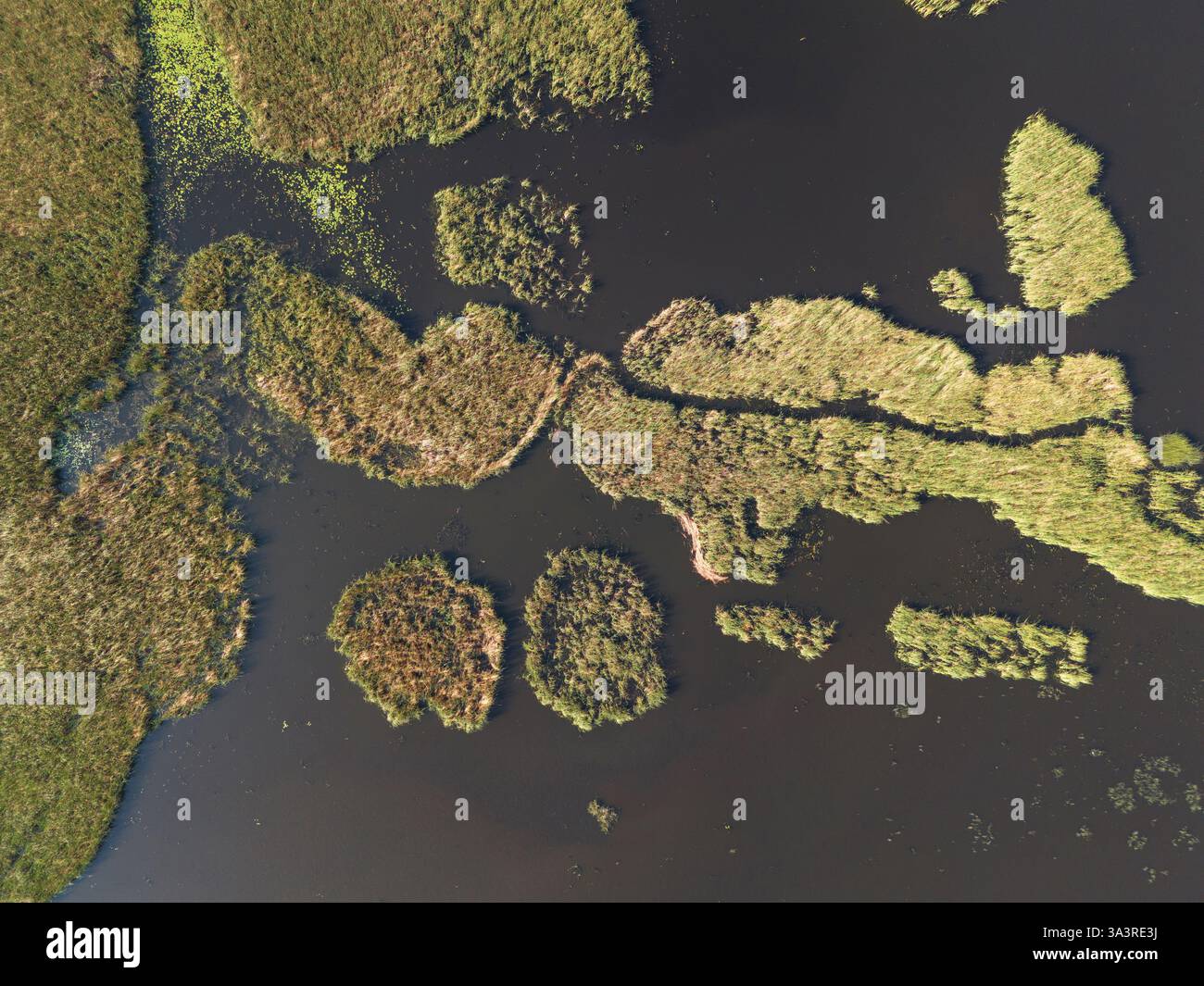 Aerial view captures expansive wetlands with patches of grass and calm ...
