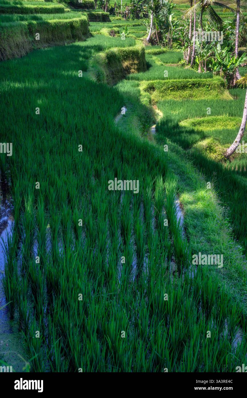 The stunning view of vibrant rice terraces reflecting sunlight ...