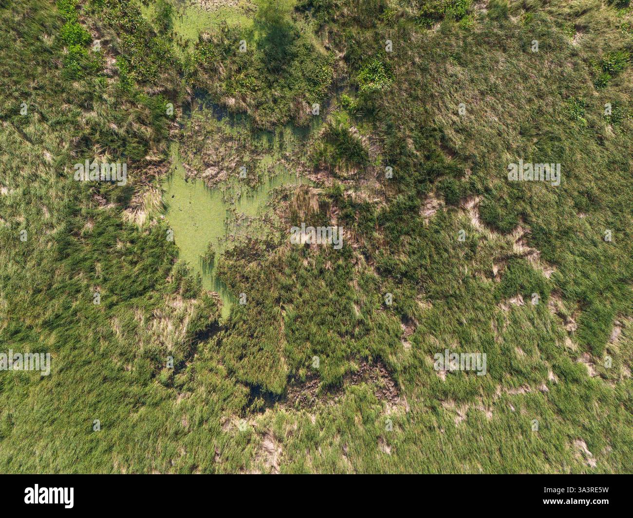 Aerial view of vibrant wetlands featuring green vegetation, scattered ...
